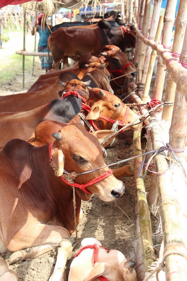 Cow Stock on Bazaar for Sell Stock Image - Image of outdoors, mammal ...