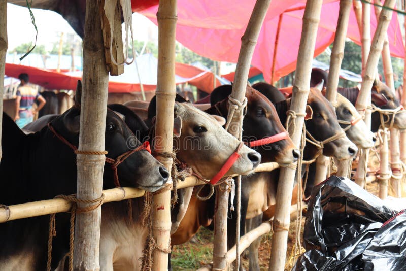 Cow Stock on Bazaar for Sell Stock Image - Image of animals, child ...