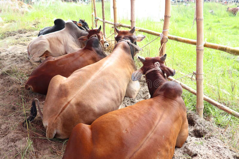 Cow Stock on Bazaar for Sell Stock Photo - Image of themes, outdoors ...