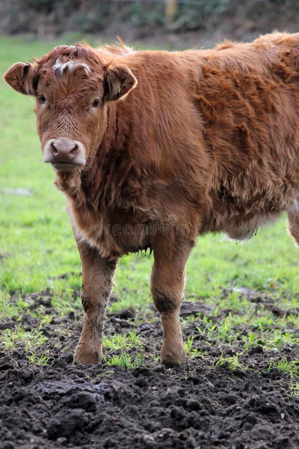 Tan Bull & Cow in a Muddy & Grassy Field Stock Image - Image of head ...