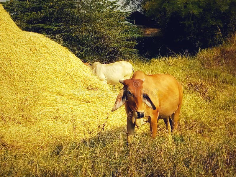 265 Raise Cows Stock Photos - Free & Royalty-Free Stock Photos from ...