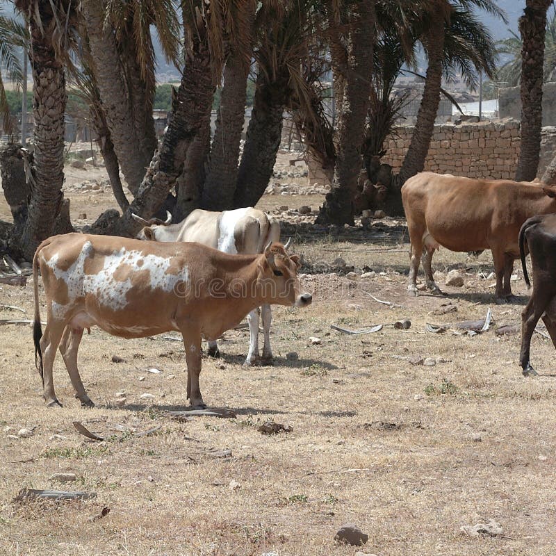 Cow in the street editorial photography. Image of flora - 109473297