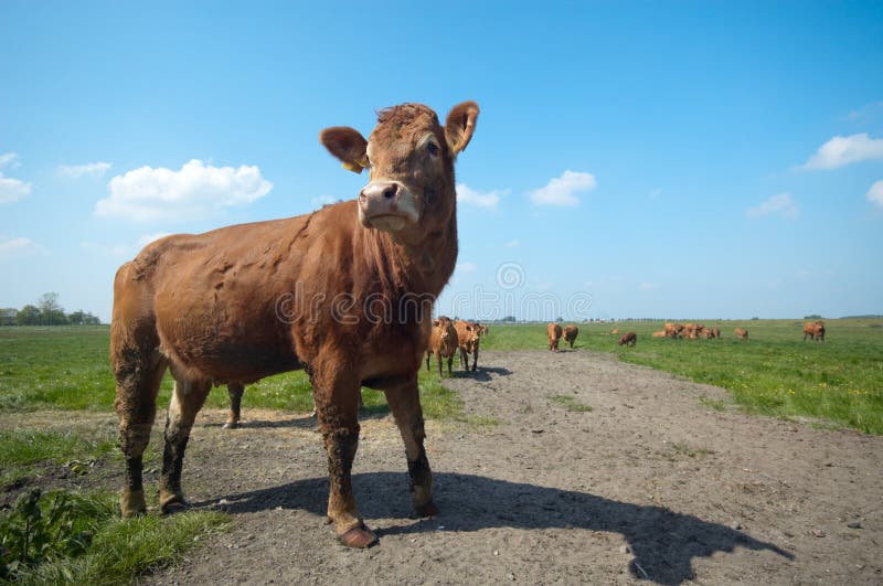 Cow in summer stock image. Image of graze, fresian, chew - 2465585