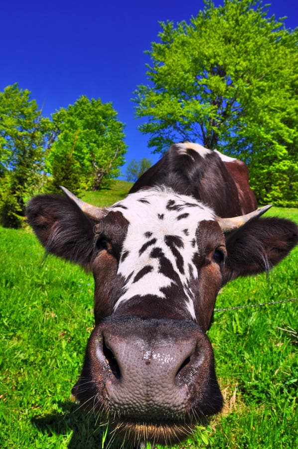 Cow on a summer pasture stock photo. Image of beef, meadow - 19698118