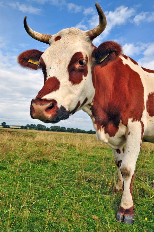 Cow on a summer pasture stock photo. Image of summer - 20546020