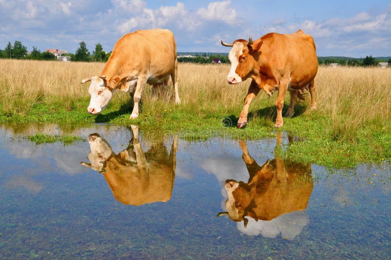 Cow On A Summer Pasture After A Rain Stock Image - Image of reflexion ...