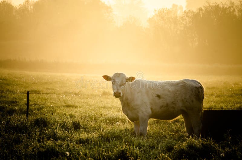 Cow in sun stock image. Image of midsummer, mammal, europe - 40821447