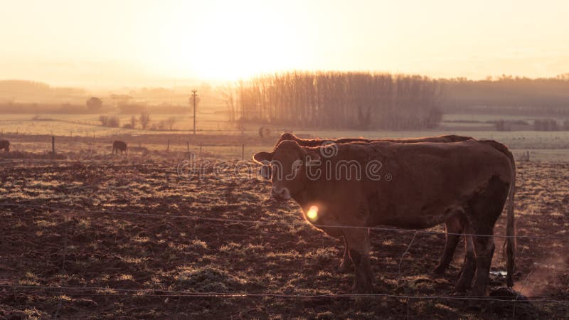 The cow and the sunrise stock photo. Image of rural - 166479684