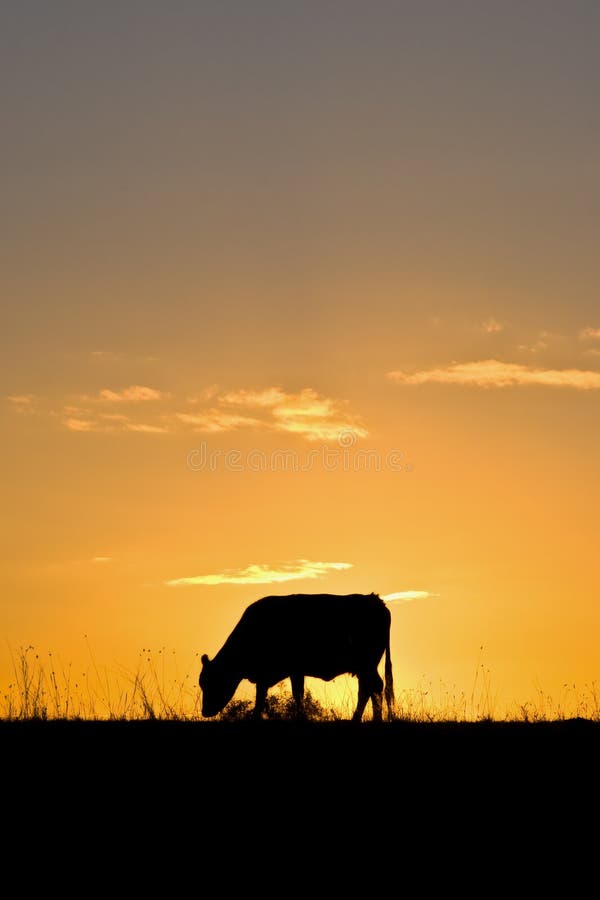 Cow at sunset stock photo. Image of sunset, sundown, silhouette - 12409216