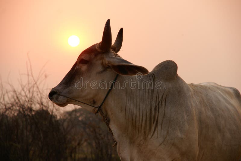 Cow sunset stock photo. Image of orange, field, sunset - 13844570