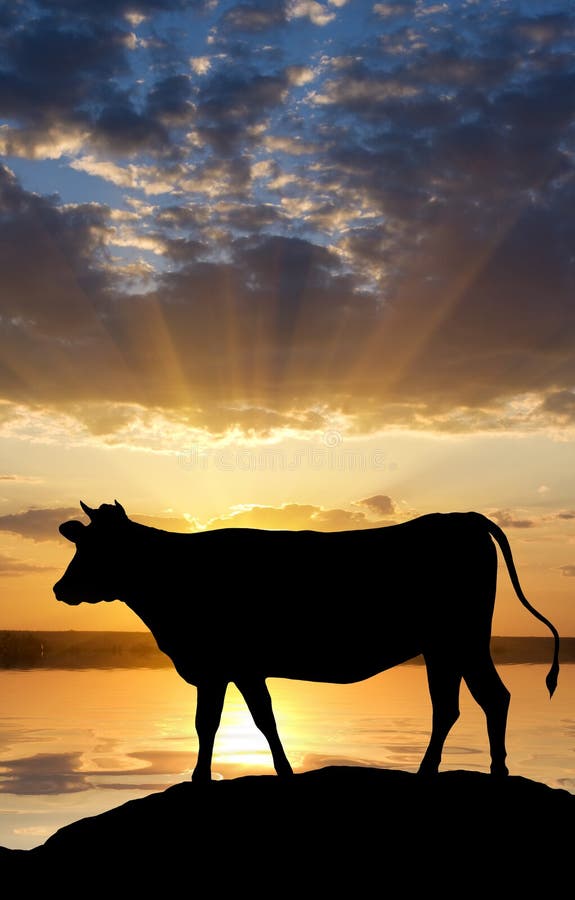 4,038 Silhouette Cow Stock Photos - Free & Royalty-Free Stock Photos ...