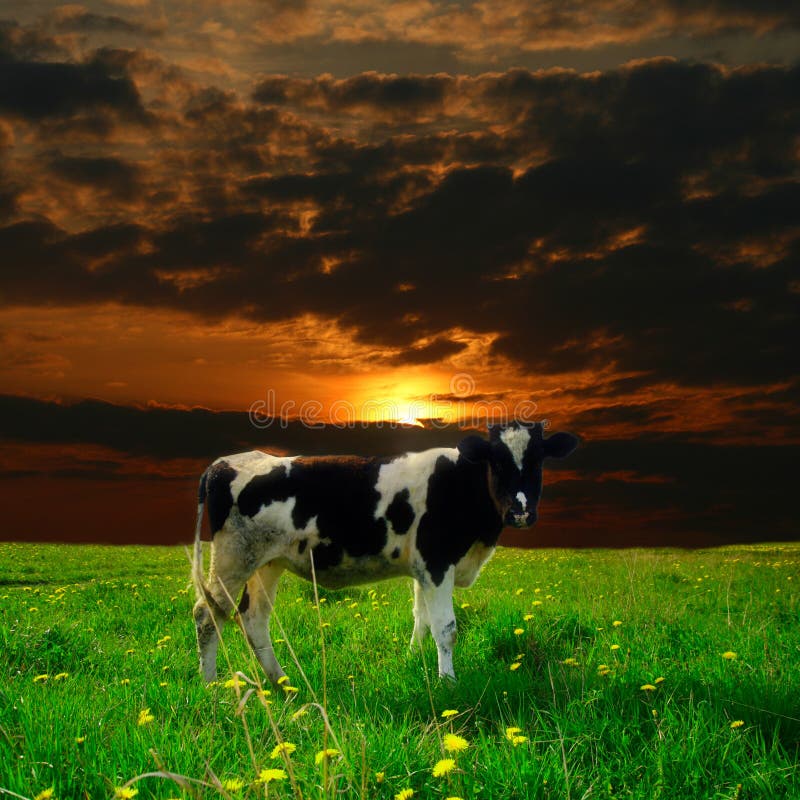 14,675 Cattle Sunset Stock Photos - Free & Royalty-Free Stock Photos ...