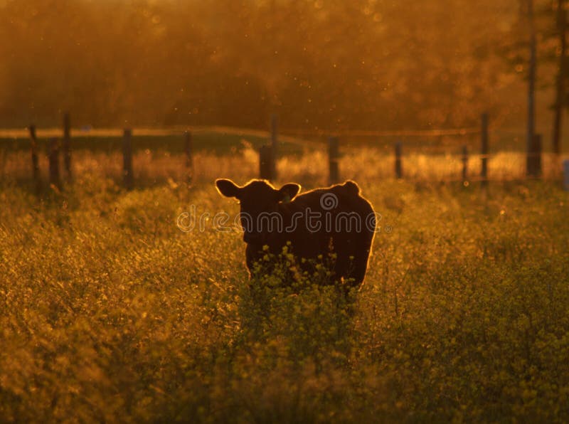Cow at sunset in a field stock photo. Image of sunset - 159207900