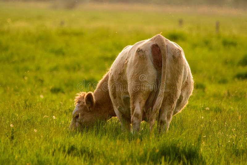 Cow on the Sunset Rear View Stock Photo - Image of grass, herd: 184629536