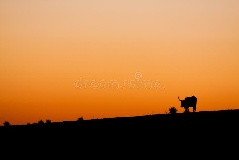 Cow at sunset stock image. Image of mammal, white, animals - 34897139