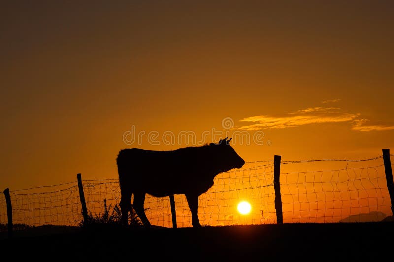 The Cow and Sunset in the Sky Stock Photo - Image of editorial ...