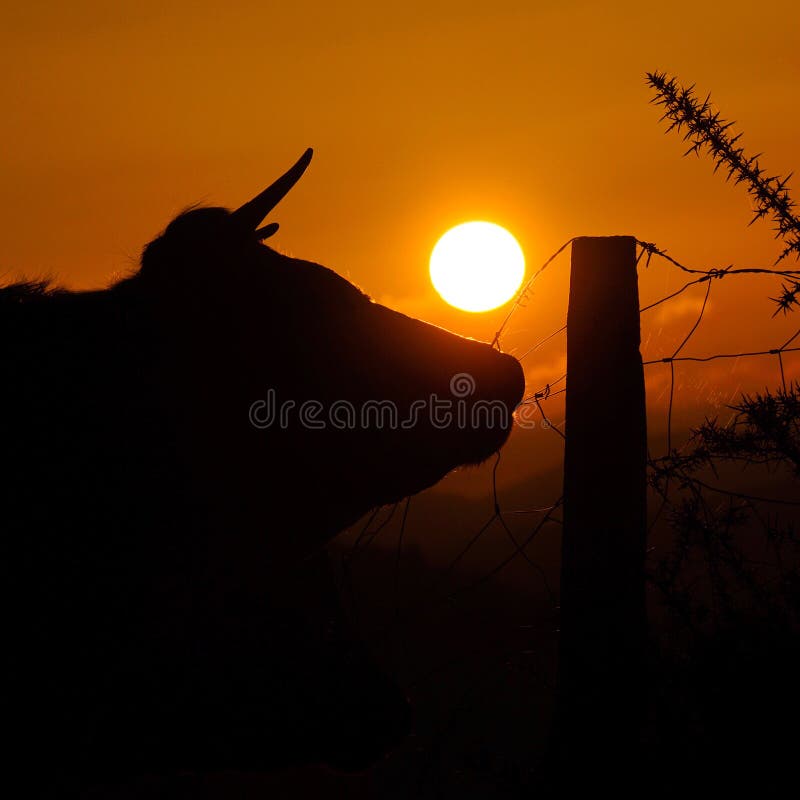 The Cow and Sunset in the Sky Stock Image - Image of beautiful ...