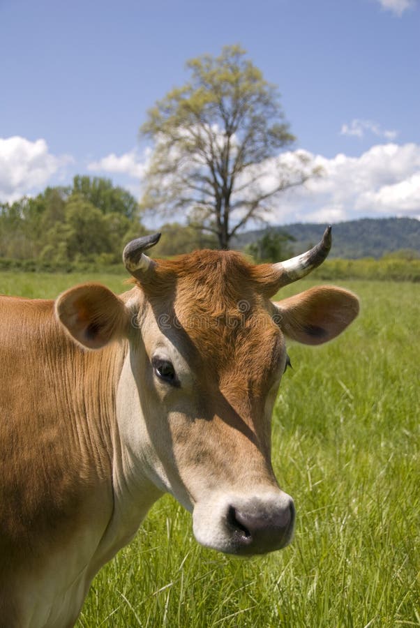 Cow of sweet disposition stock photo. Image of animal - 8031282