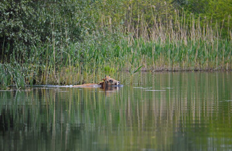 Cow swimming stock photo. Image of delta, blue, graze - 54619318