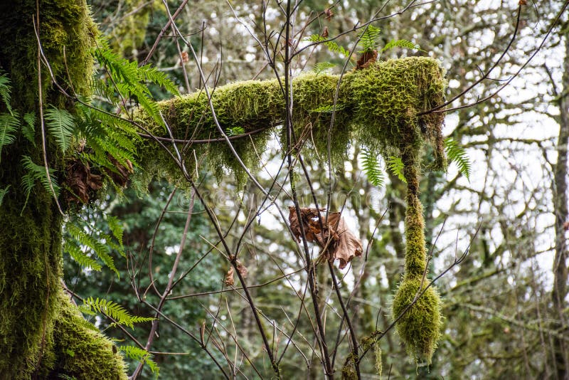 Cow Tail Tree Branch stock photo. Image of texture, foliage - 83458608