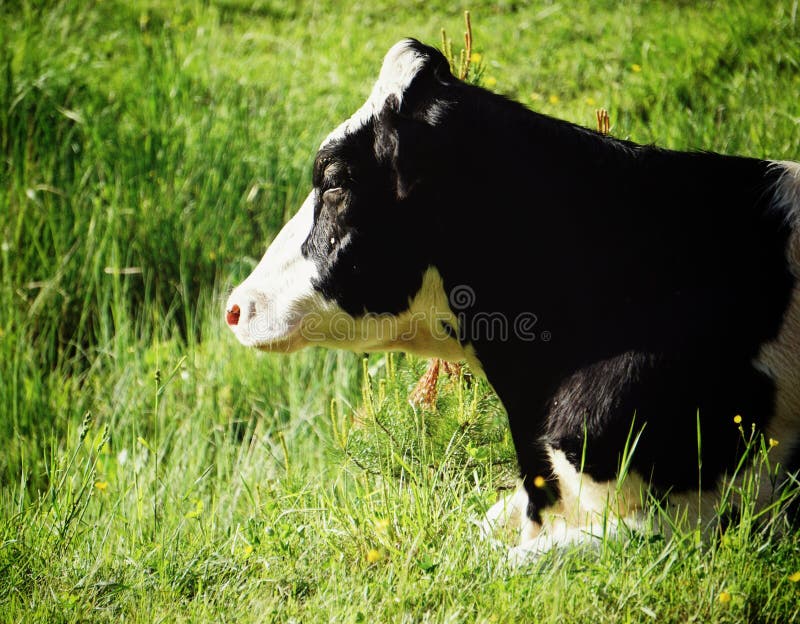 Cow Take a Break on a Field Stock Photo - Image of lawn, pasture: 249824120