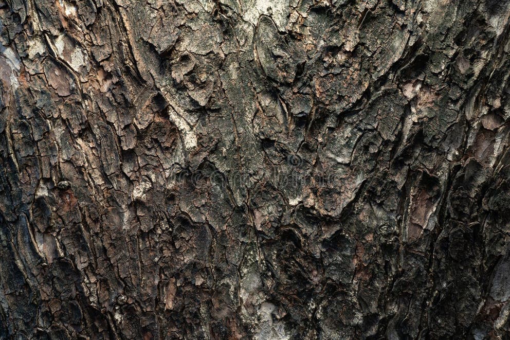 Cow Tamarind Tree Bark Texture Stock Image - Image of bark, plant ...