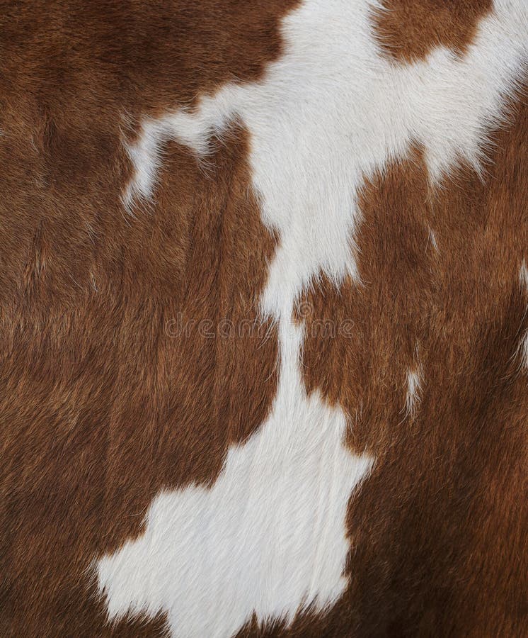 Real cow skin texture stock photo. Image of natural, leather - 23783280