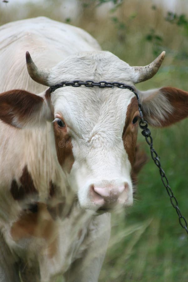 Cow stock photo. Image of graze, fauna, grassland, herbage - 61129422