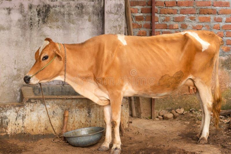 Cow Tied with Rope Standing in Stall Stock Photo - Image of bovine ...