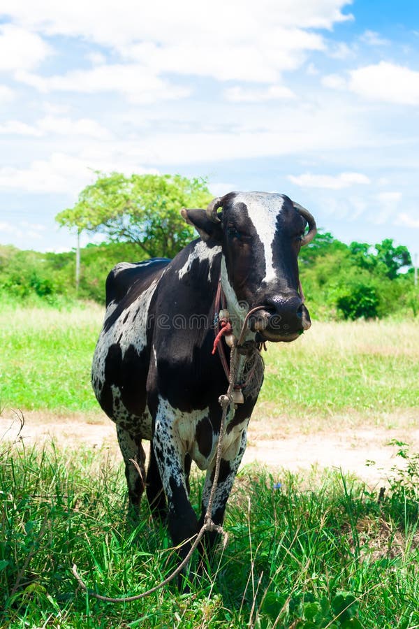 Cow Toggle Pattern Black White Stock Photos - Free & Royalty-Free Stock ...