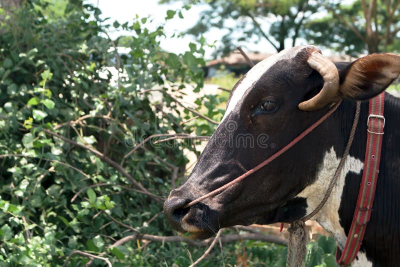 Cow Toggle Pattern Black White Stock Photos - Free & Royalty-Free Stock ...