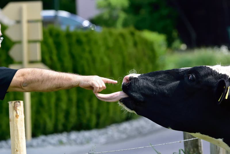 Cow tongue stock image. Image of finger, slurp, cowhead - 54520003