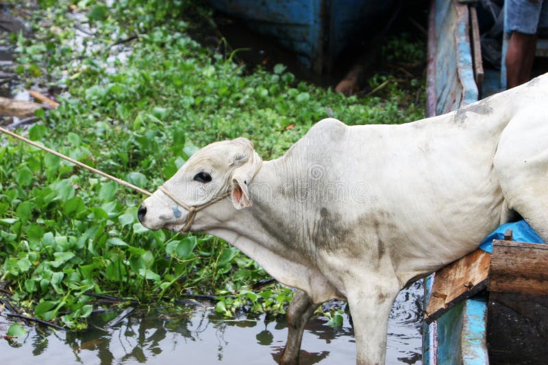 Cow Toss stock image. Image of america, swim, bovine - 20141623