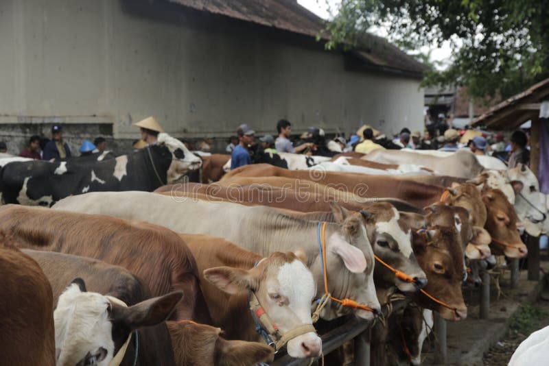 Cow in traditional market editorial photography. Image of indonesia ...