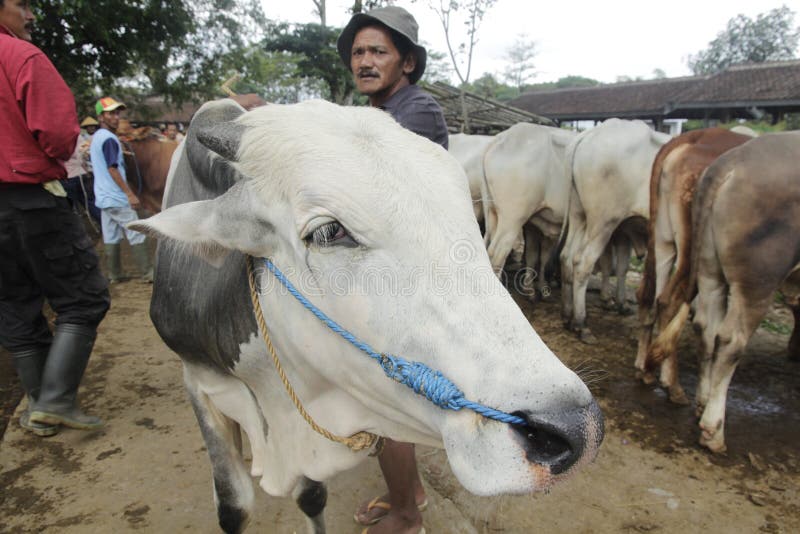 Cow in traditional market editorial stock image. Image of bull - 34167124