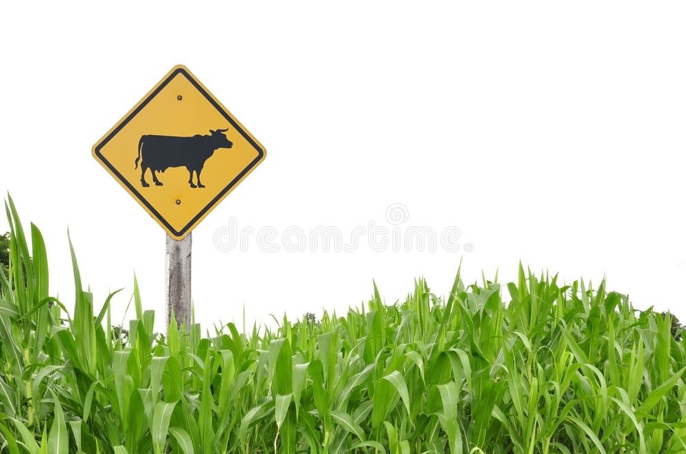 Cow traffic symbol stock image. Image of sign, cattle - 17840875