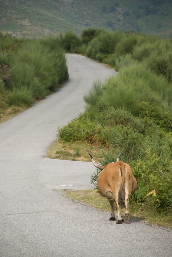 Cow travelling stock photo. Image of horns, road, portugal - 21850700