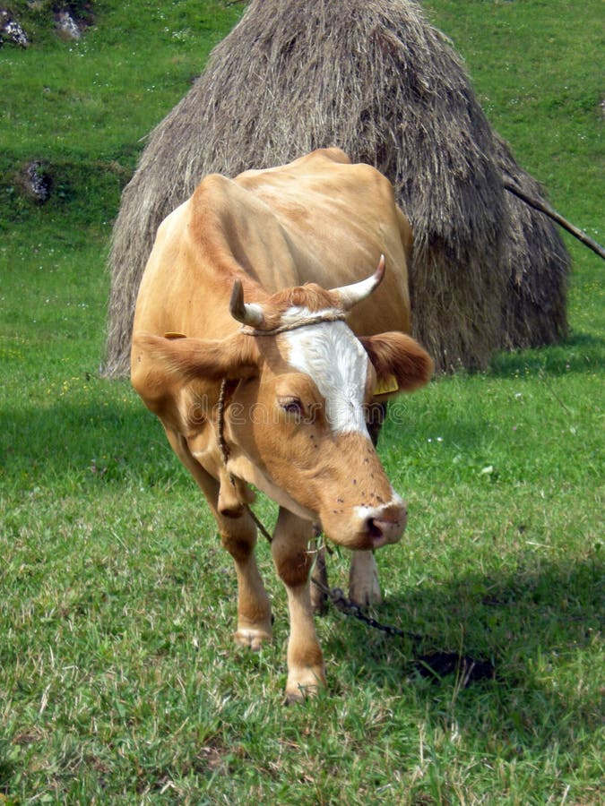 Cow by the tree stock image. Image of meat, green, milk - 11932093