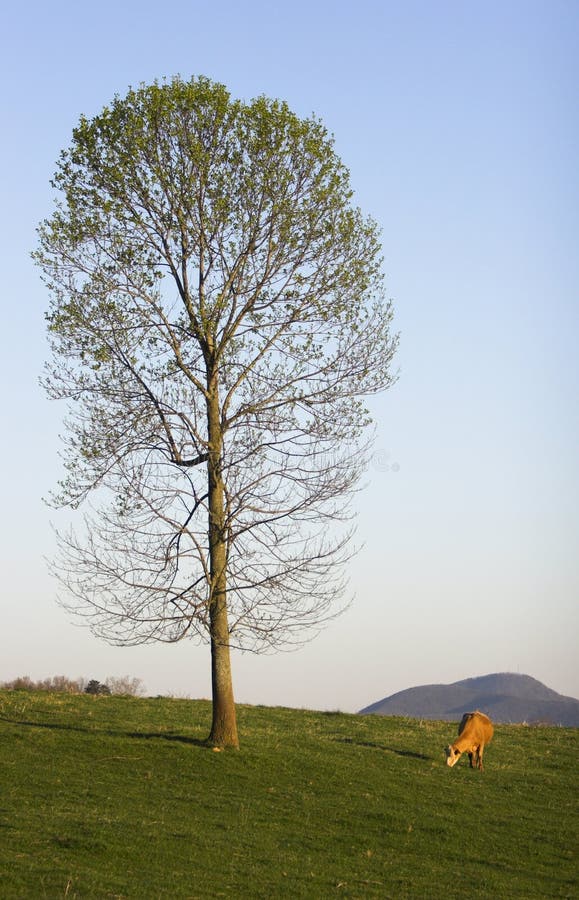 Cow stock image. Image of pasture, brown, outdoor, wooden - 6611175