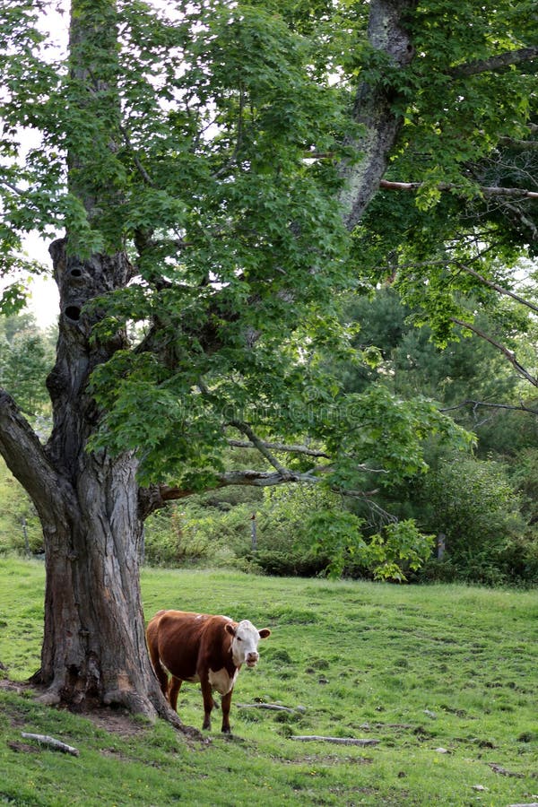 Cow and Tree stock image. Image of standing, bull, cows - 196080917