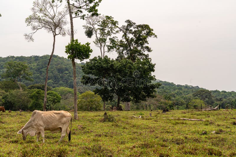 Cow with a Trees in the Colombian Amazon Stock Image - Image of country ...