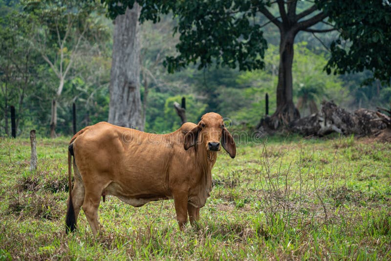Cow with a Trees in the Colombian Amazon Stock Photo - Image of rural ...