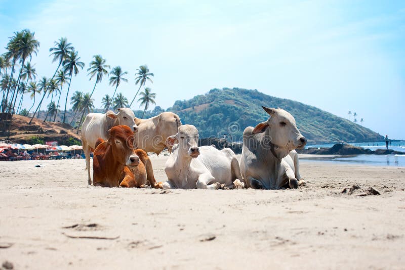 Cow on Tropical Beach ,Goa, India Stock Image - Image of sunny, idling ...