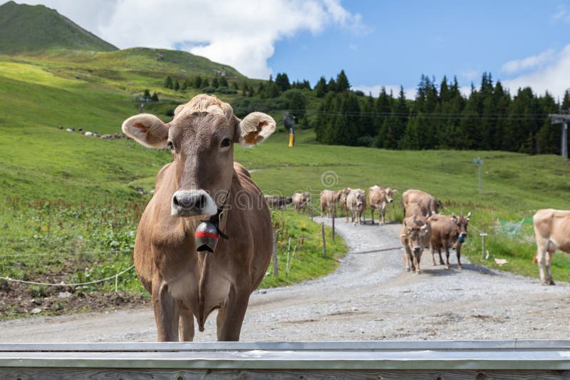Cow_trough stock image. Image of nature, swiss, europe - 353931289