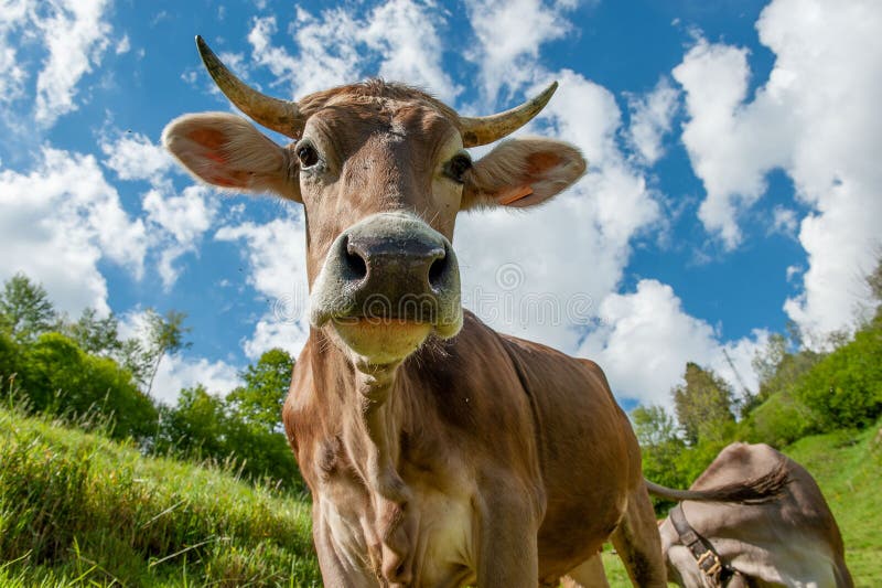 Cow Trying To Mount Other Cow Stock Photo - Image of nature, milking ...