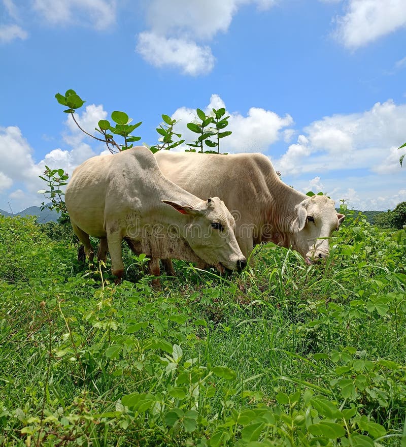 325 Odisha Country Stock Photos - Free & Royalty-Free Stock Photos from ...