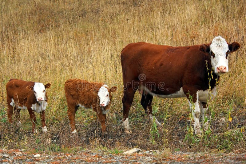 Cow and two calves stock photo. Image of little, anxiety - 11763066