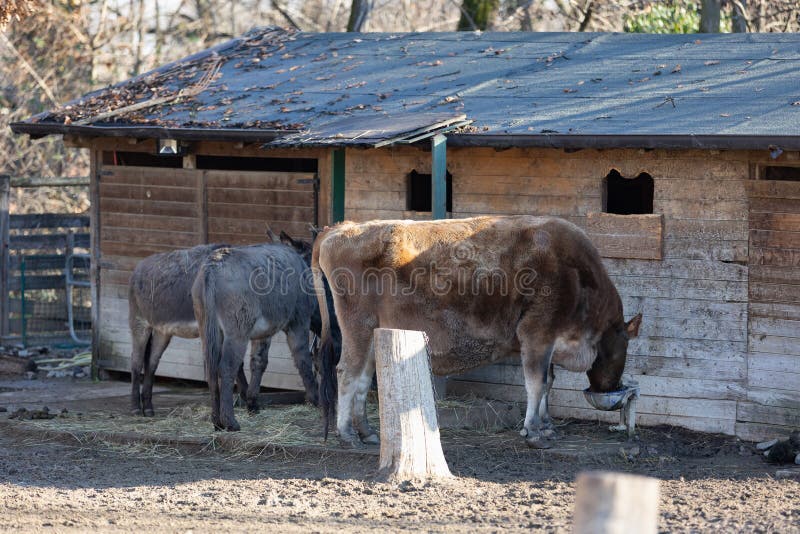 A Cow and Two Donkeys Feeding in a Farm Stock Photo - Image of country ...