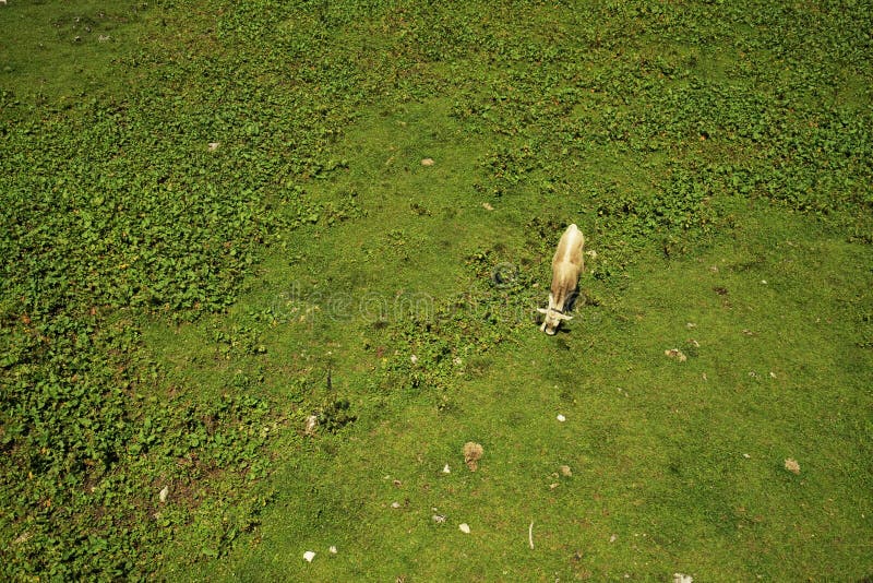 Cow Birds Eye View Stock Photos - Free & Royalty-Free Stock Photos from ...