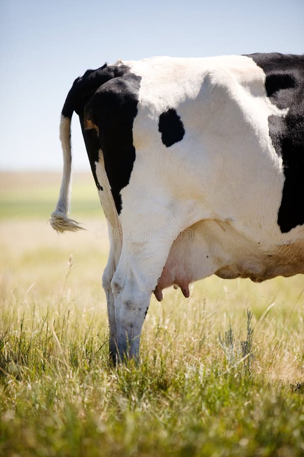 Cow Udder stock image. Image of black, udder, nature, grass - 3236979